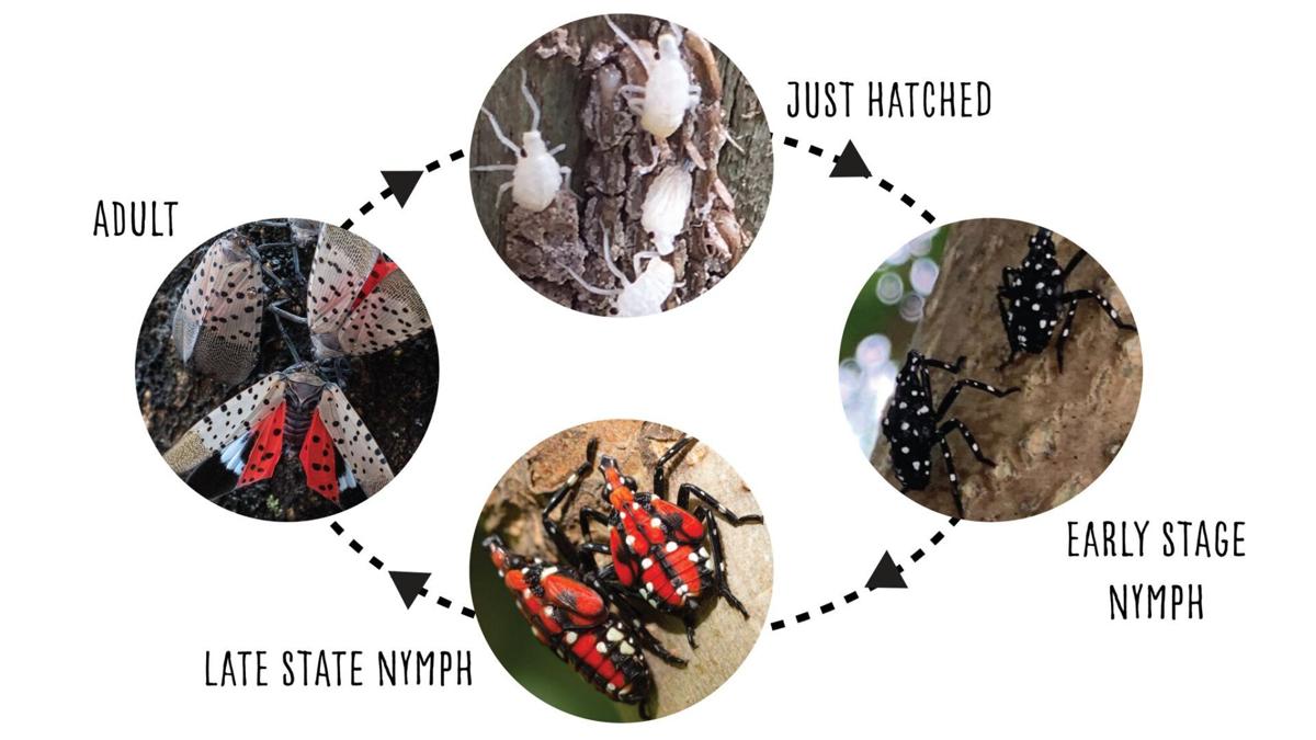 Invasive Species Awareness Week: Spotted Lanternfly Saturday | Soil & Water